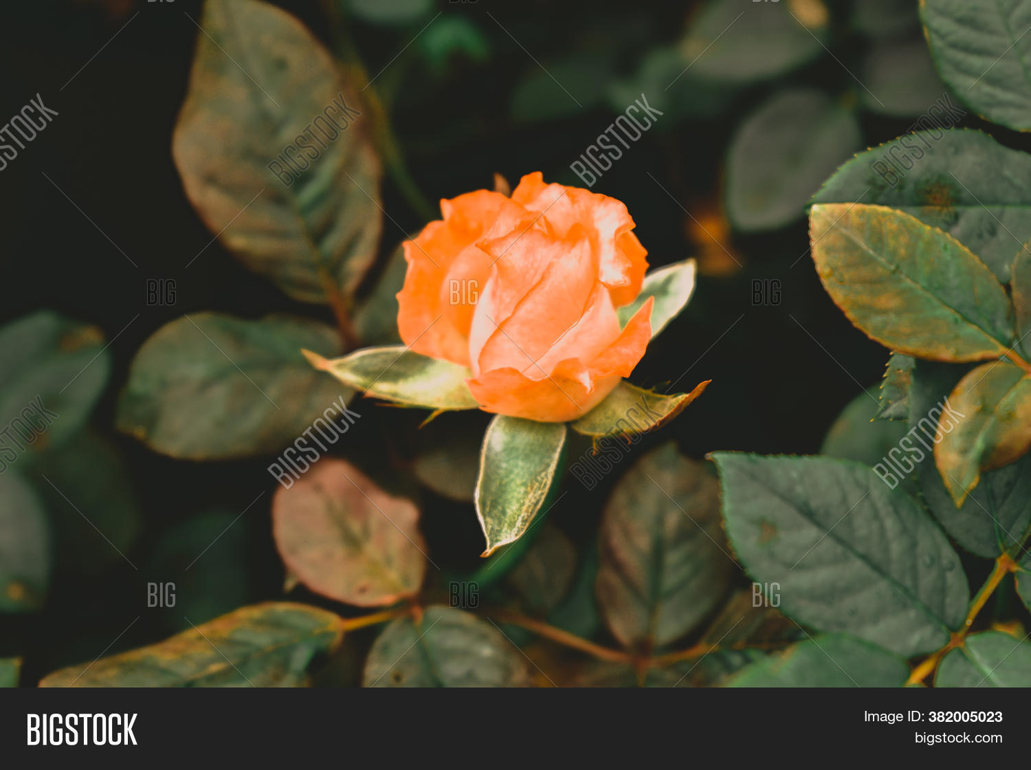 Saffron Colored Rose Image & Photo (Free Trial) | Bigstock