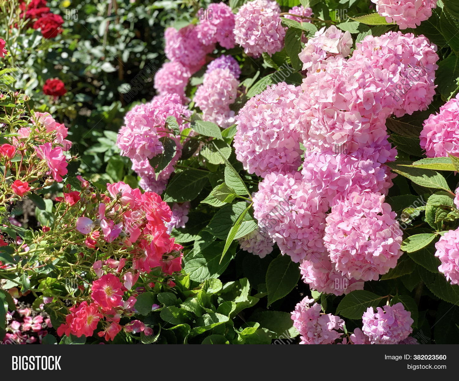 Huge Pink Balls, Image & Photo (Free Trial) | Bigstock