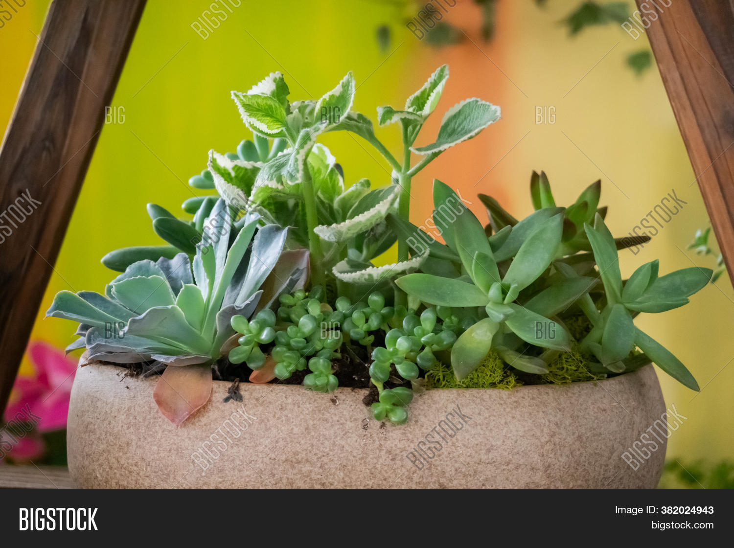 Various Fresh Cactus Image & Photo (Free Trial) | Bigstock