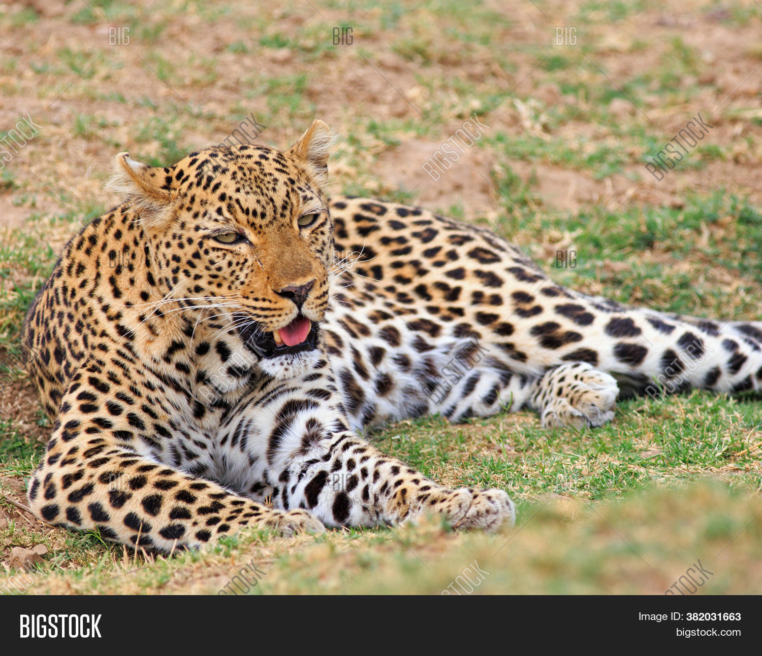 Panthera Pardus - Image & Photo (Free Trial) | Bigstock