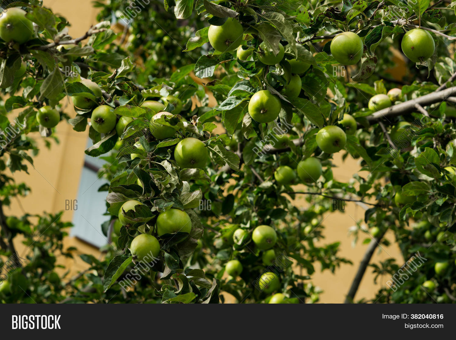Close- Harvest Ripe Image & Photo (Free Trial) | Bigstock