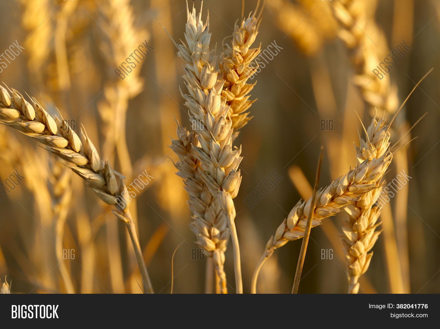 Natural Yellow Image & Photo (Free Trial) | Bigstock
