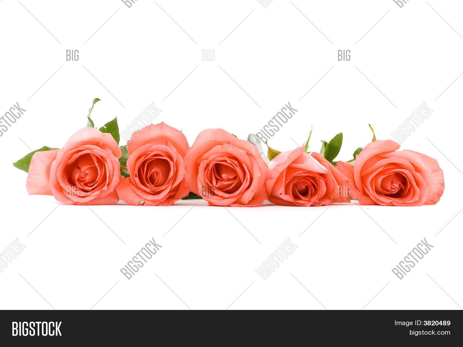 Pink Roses Line Image & Photo (Free Trial) | Bigstock