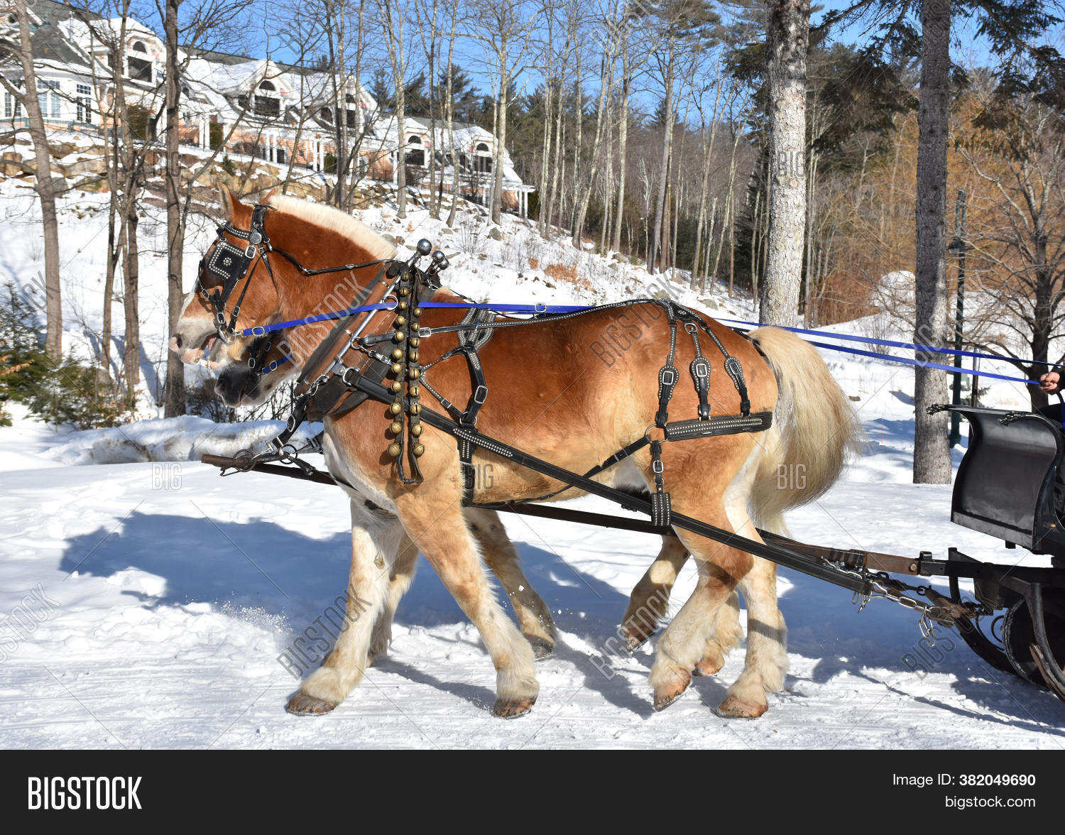 Pair Percheron Horses Image & Photo (Free Trial) | Bigstock