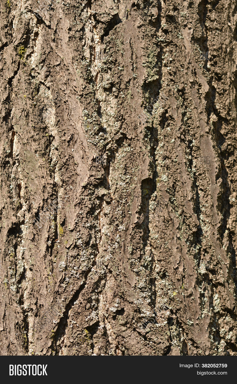 Ginkgo Bark Detail - Image & Photo (Free Trial) | Bigstock
