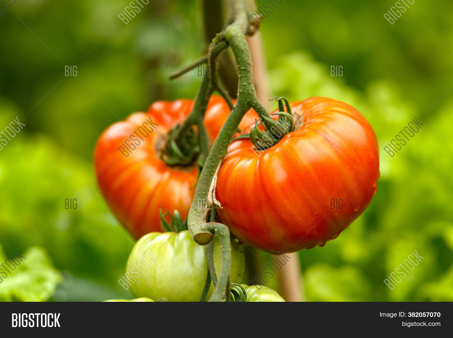 Tomato Gigantomo F1 Image & Photo (Free Trial) | Bigstock