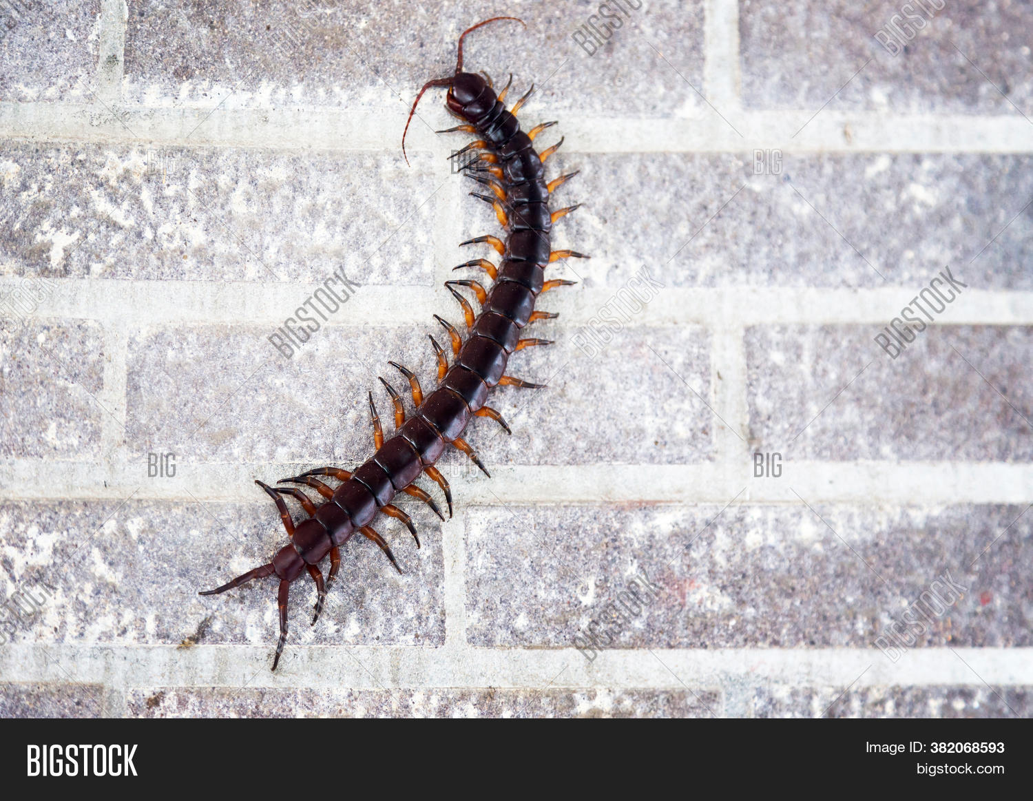 Dangerous Centipede Image & Photo (Free Trial) | Bigstock