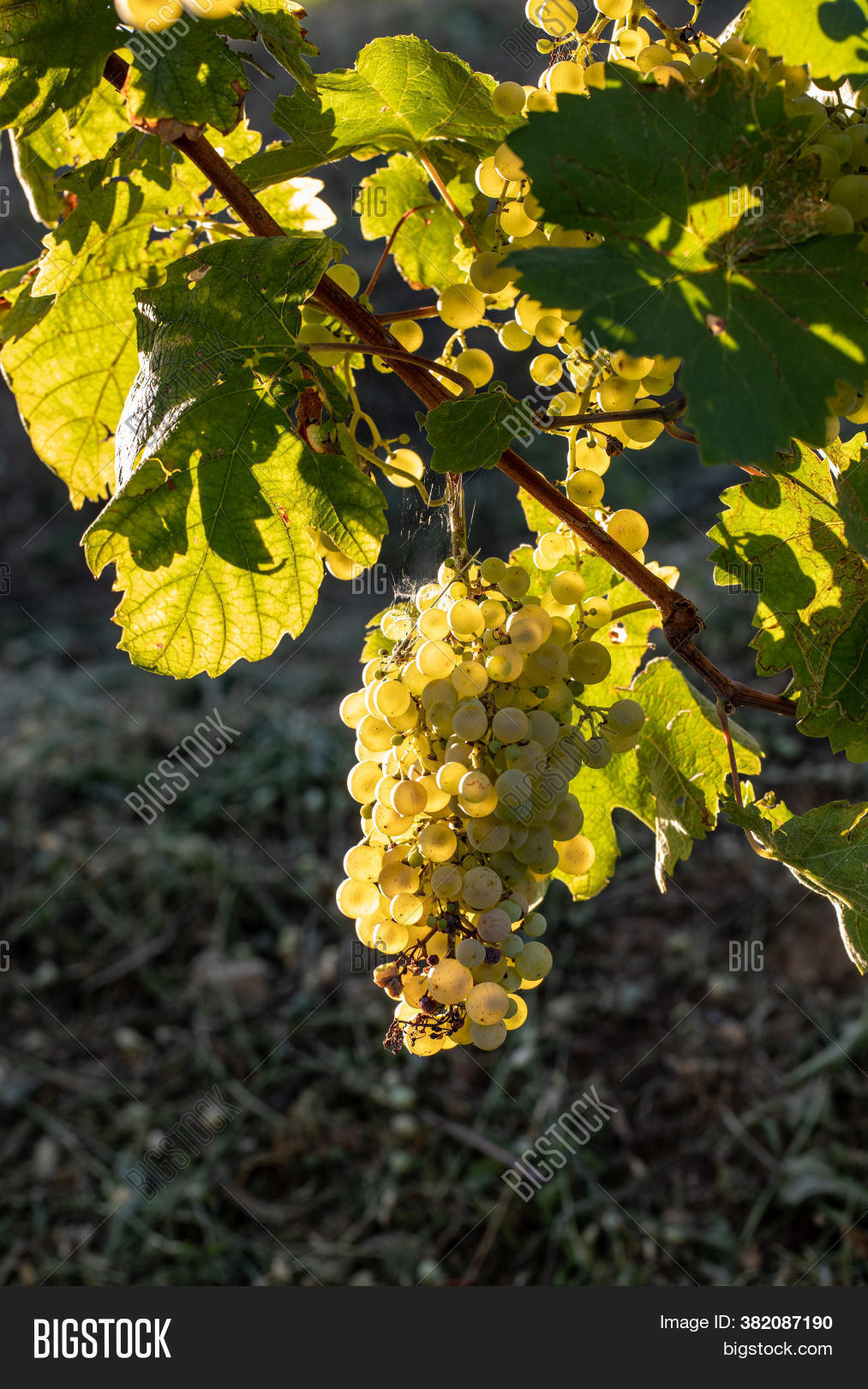 Prosecco White Grapes Image & Photo (Free Trial) | Bigstock