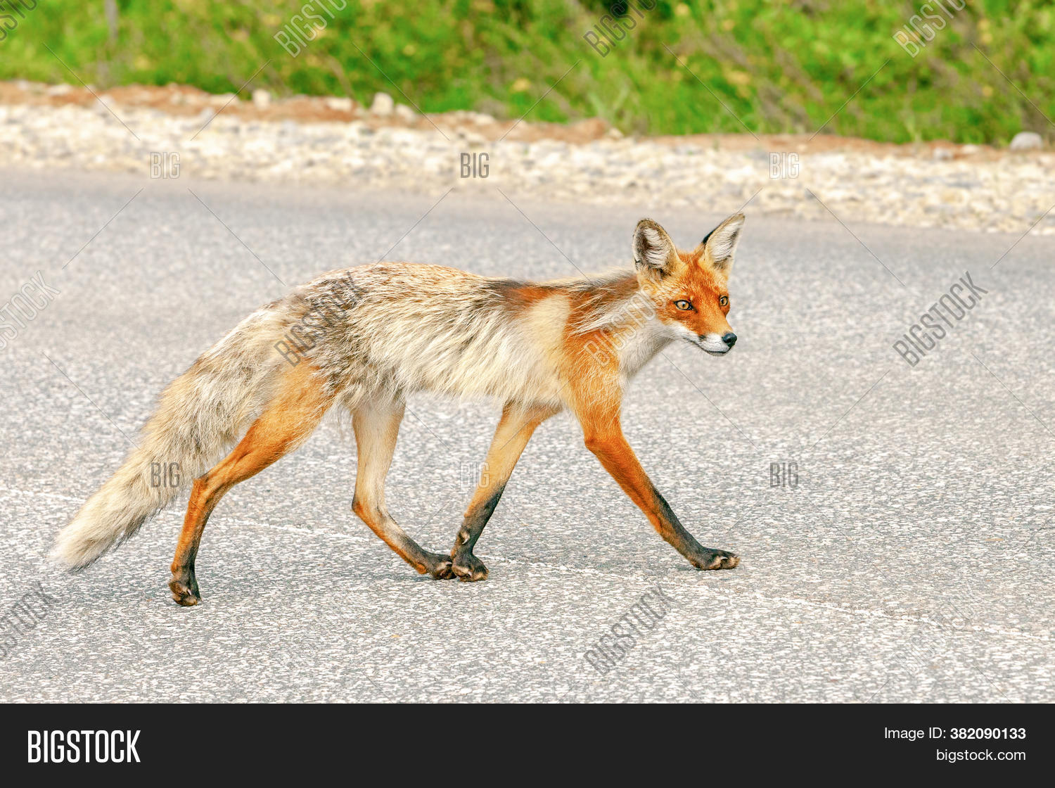 Portrait Red Fox Image & Photo (Free Trial) | Bigstock