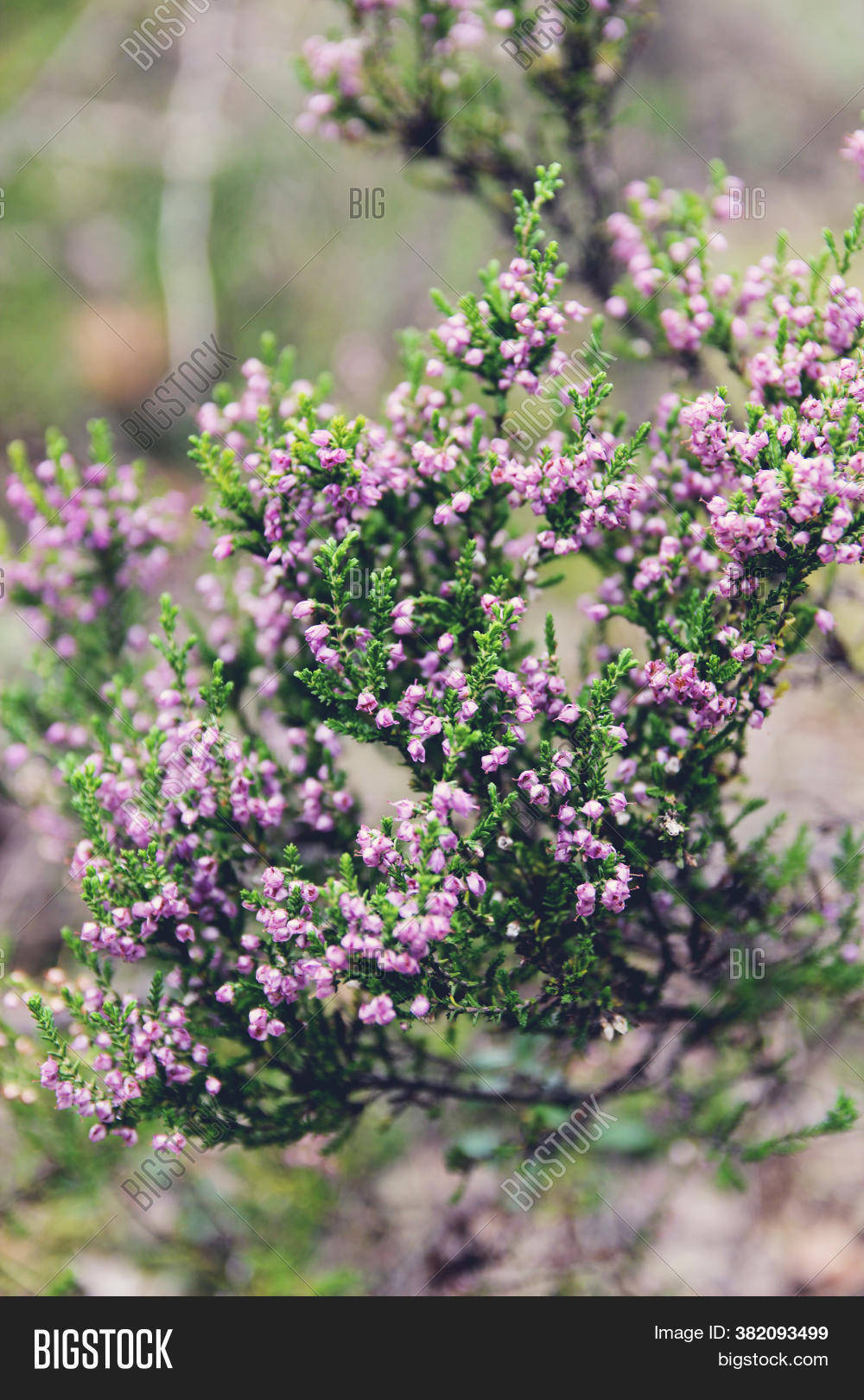 Heather Middle Forest Image & Photo (Free Trial) | Bigstock