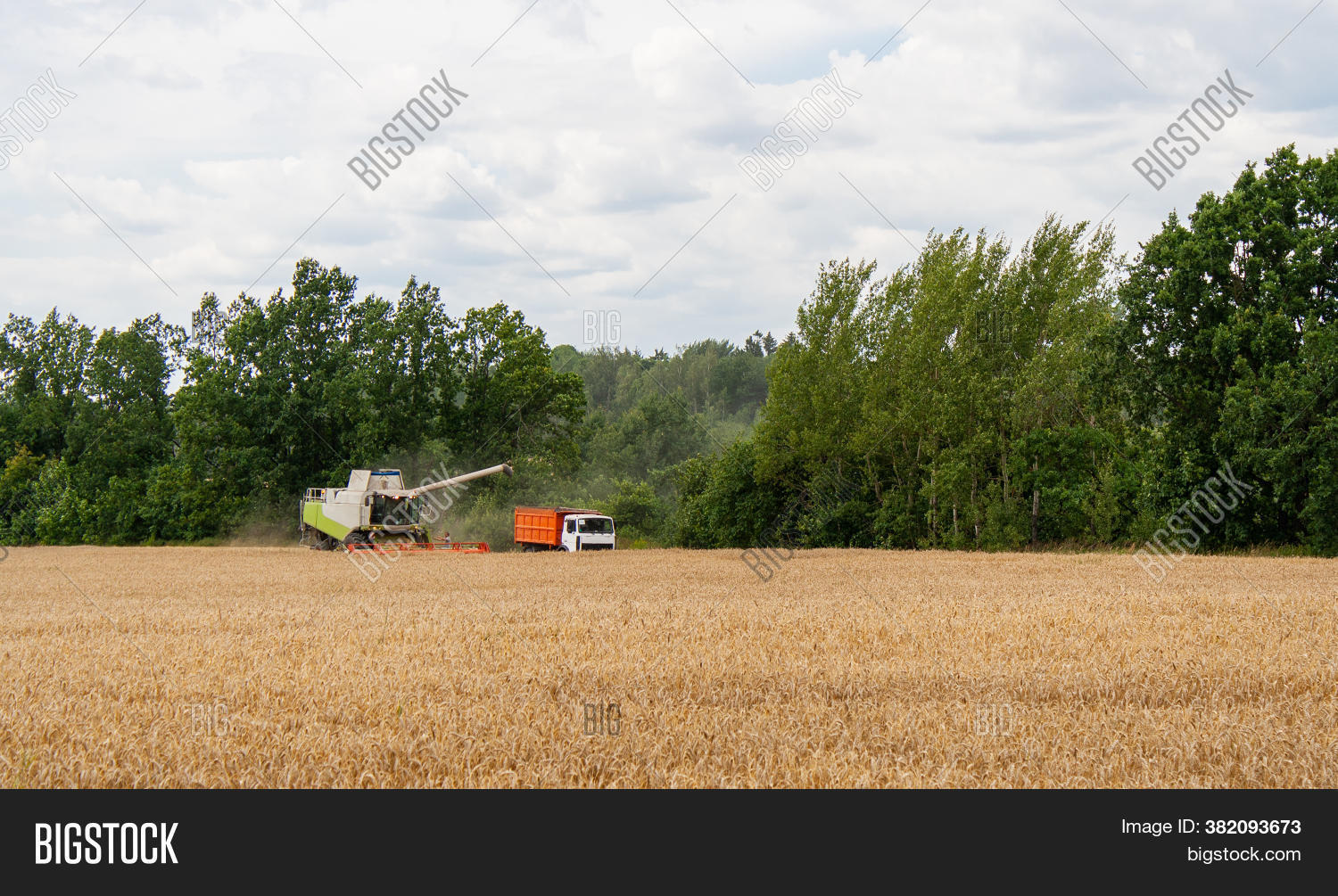 Collecting Wheat Grain Image & Photo (Free Trial) | Bigstock