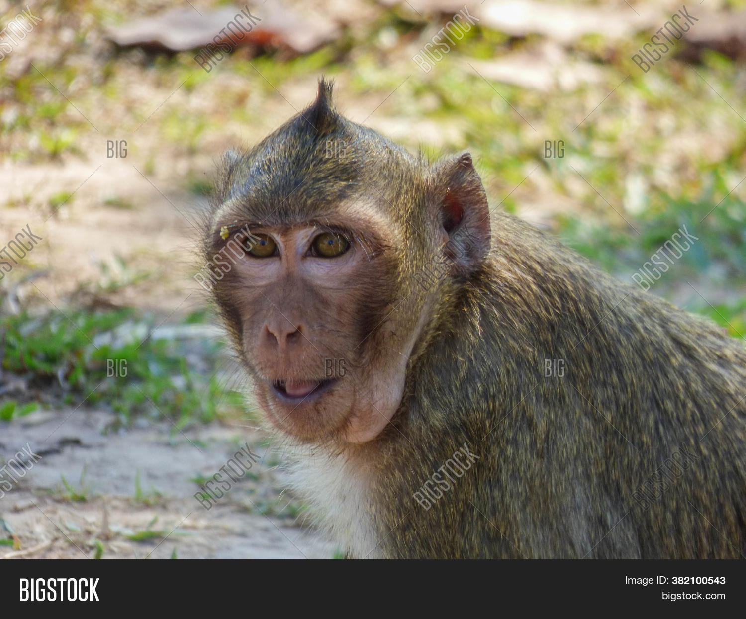 Macaque Monkey On Image & Photo (Free Trial) | Bigstock