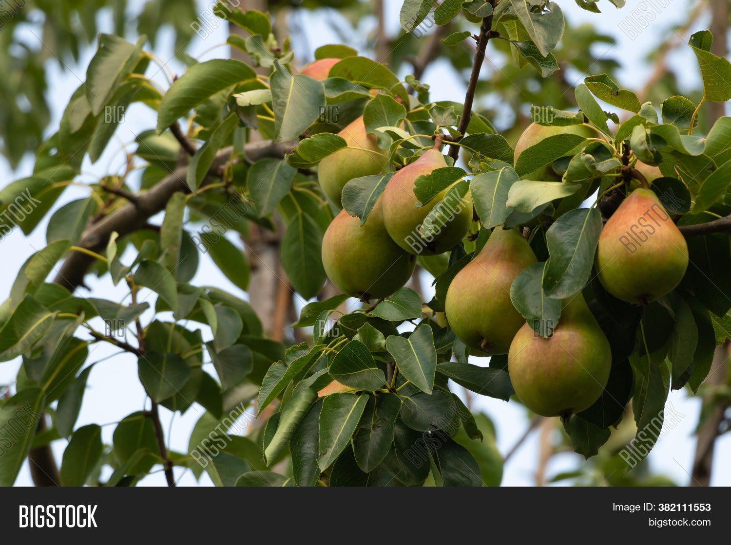 Bunch Pears Tree. Image & Photo (Free Trial) | Bigstock