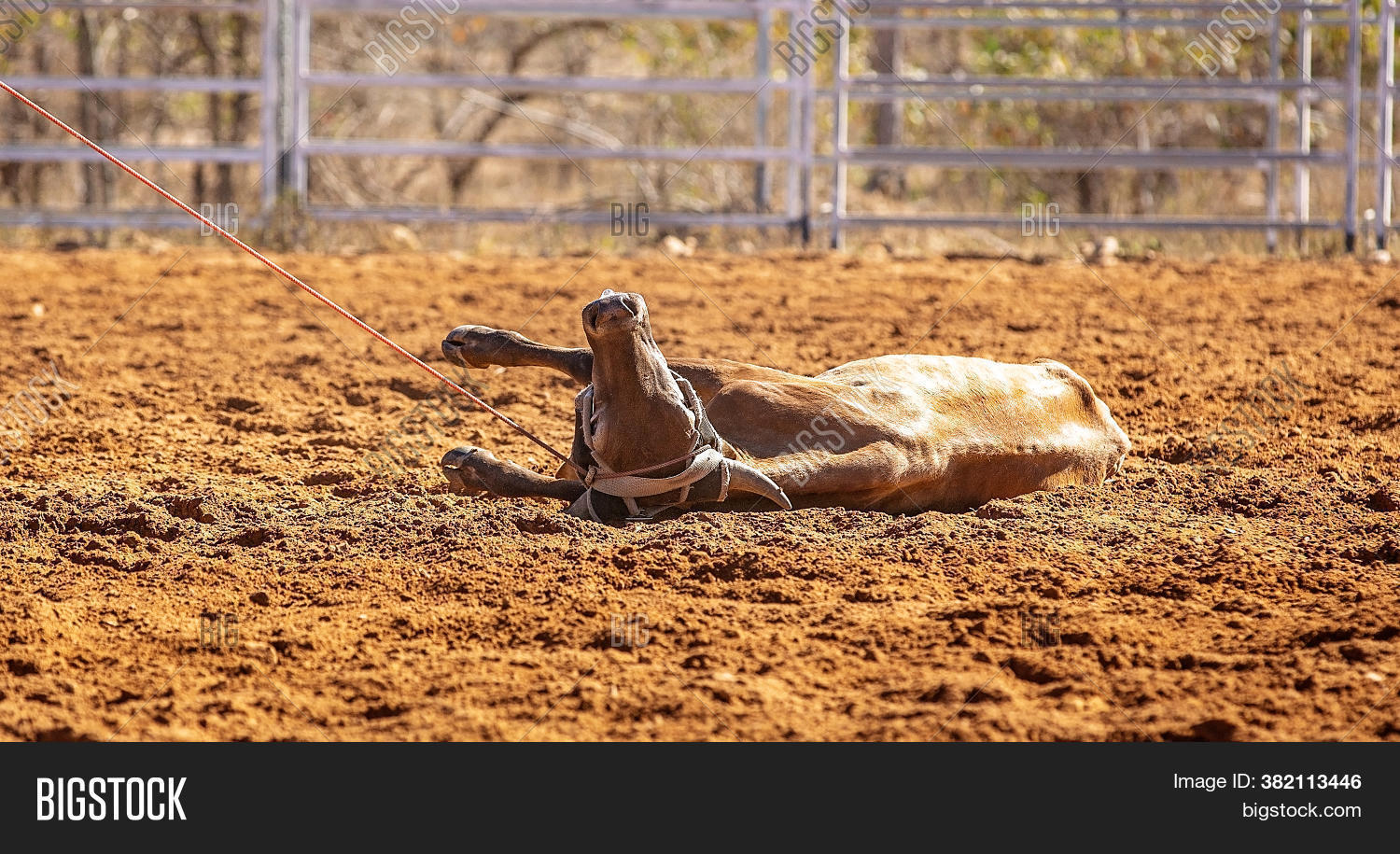 Calf Collapsed Onto Image & Photo (Free Trial) | Bigstock