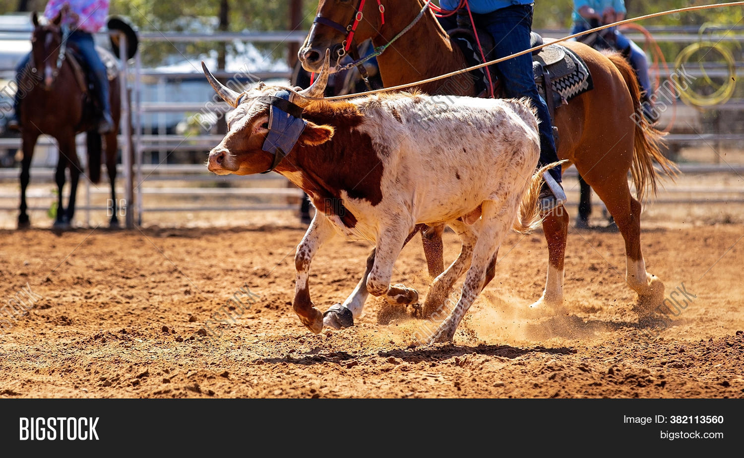 Calf Being Lassoed Image & Photo (Free Trial) | Bigstock