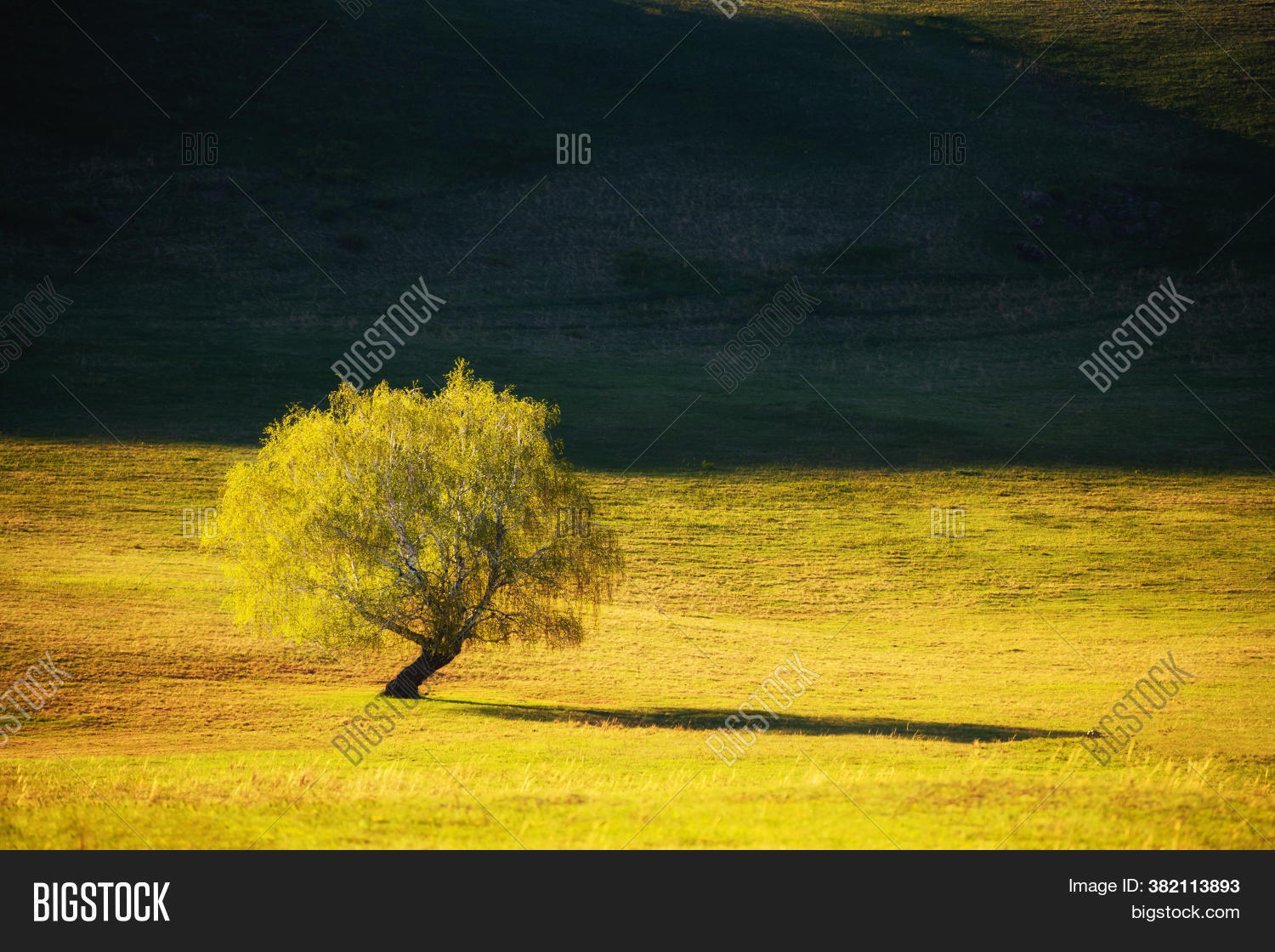 Green Tree On Meadow Image & Photo (Free Trial) | Bigstock