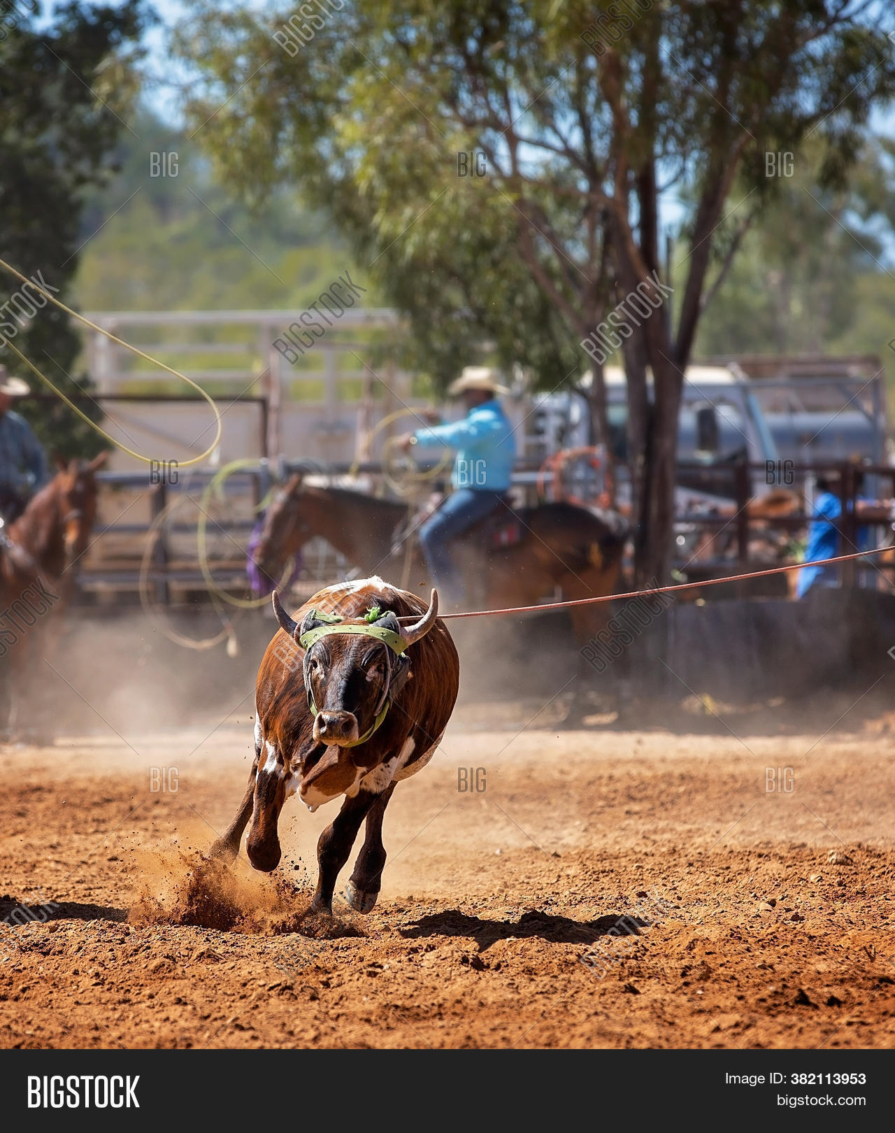 Calf Being Lassoed Image & Photo (Free Trial) | Bigstock