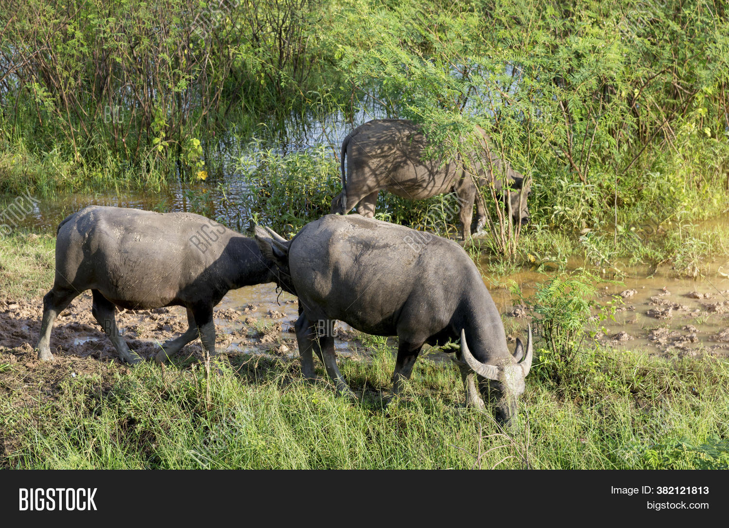Water Buffalo Eating Image & Photo (Free Trial) | Bigstock