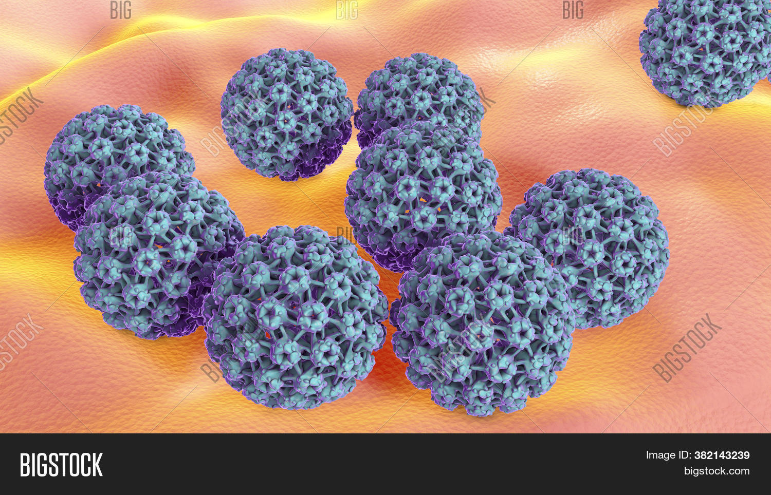 Human Papillomavirus, Image & Photo (Free Trial) | Bigstock