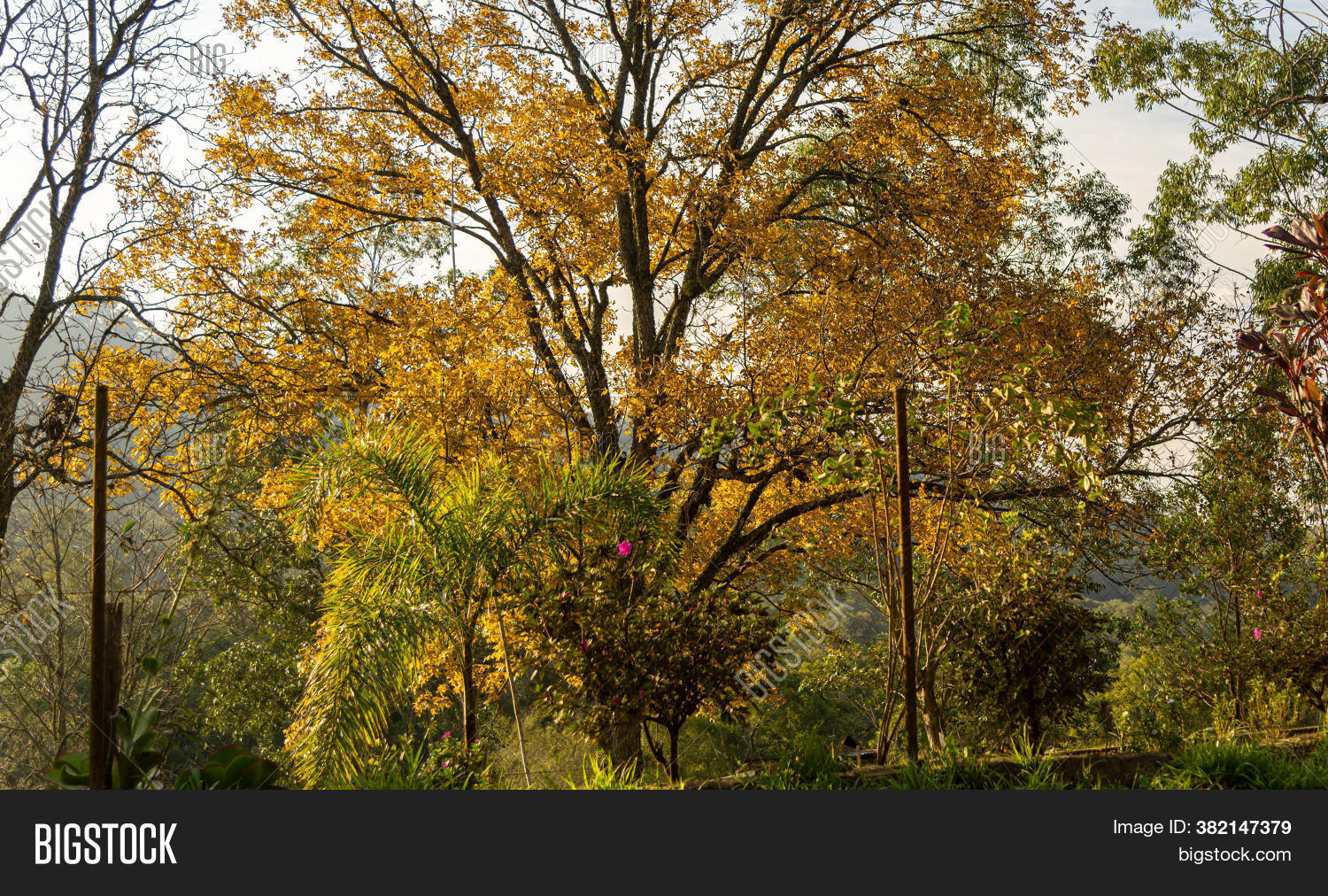 Pecan Walnut Tree ( Image & Photo (Free Trial) | Bigstock