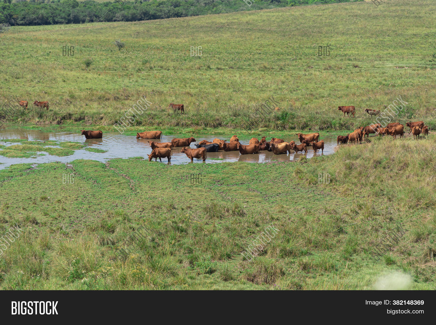 Oxen Cows Inside Lake Image & Photo (Free Trial) | Bigstock