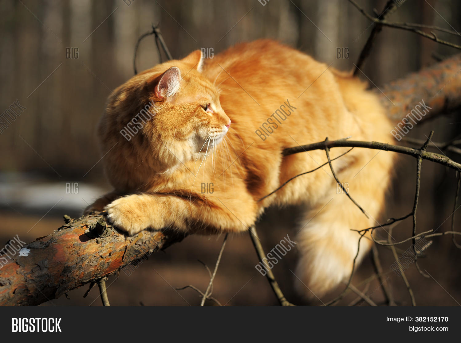 Beautiful Red Cat Image & Photo (Free Trial) | Bigstock