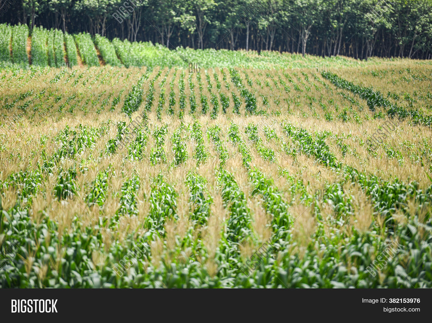 Green Corn Field Image & Photo (Free Trial) | Bigstock