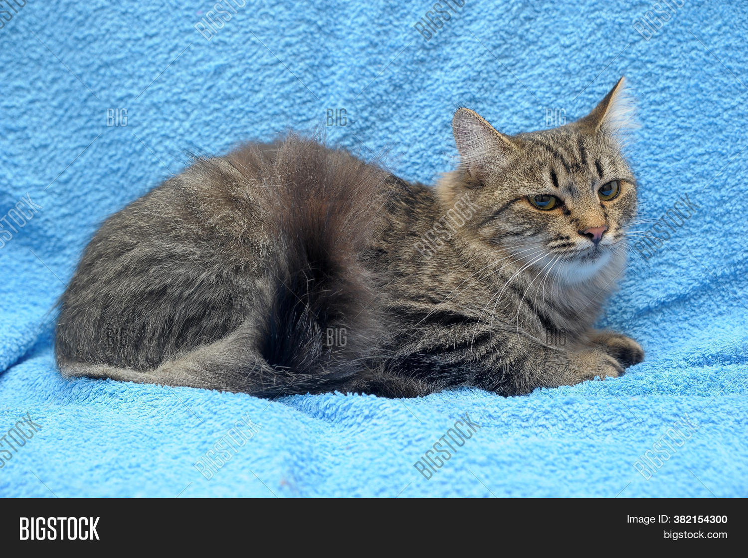 Gray Tabby Cat On Blue Image & Photo (Free Trial) | Bigstock