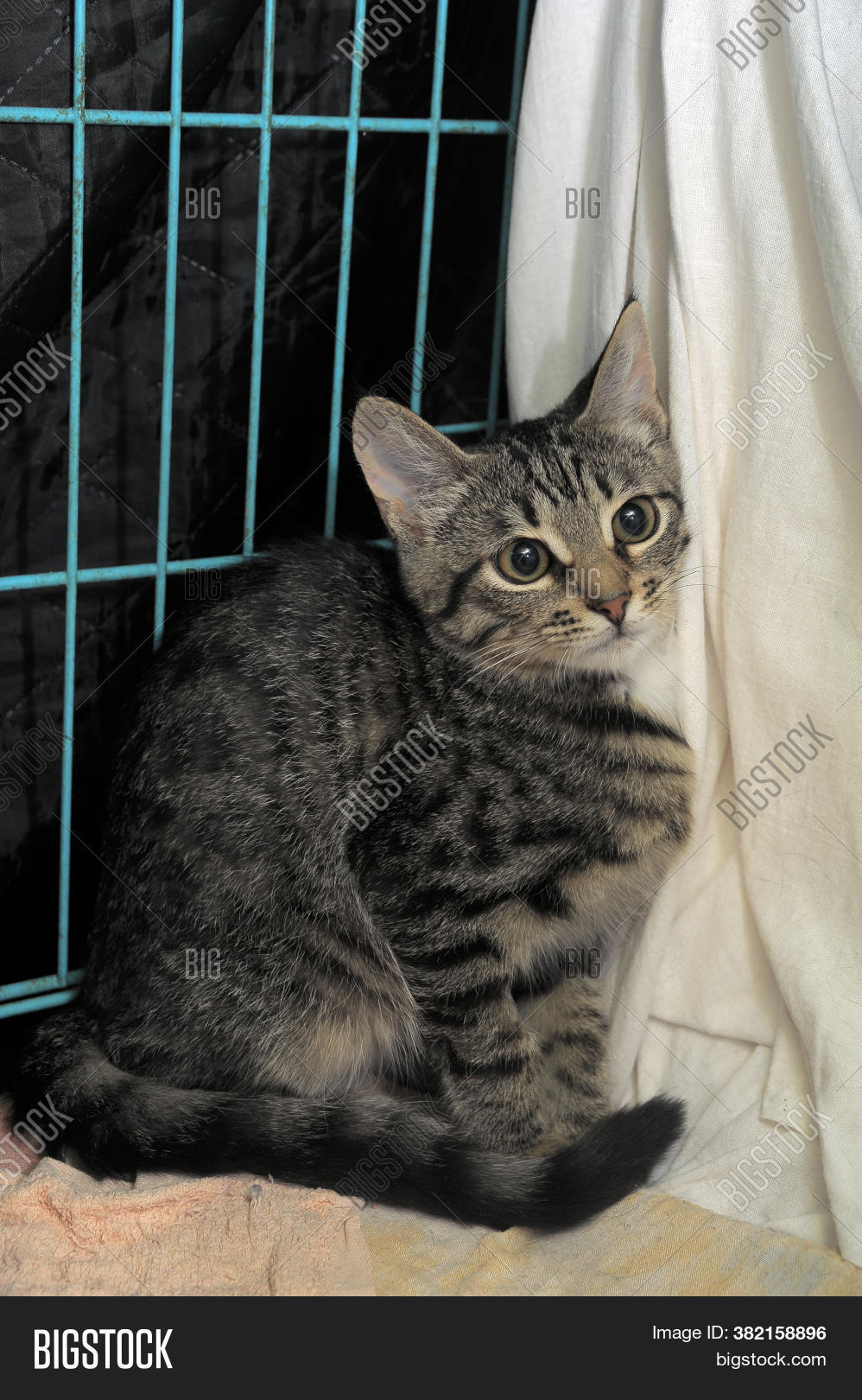 Frightened Kitten Image & Photo (Free Trial) | Bigstock