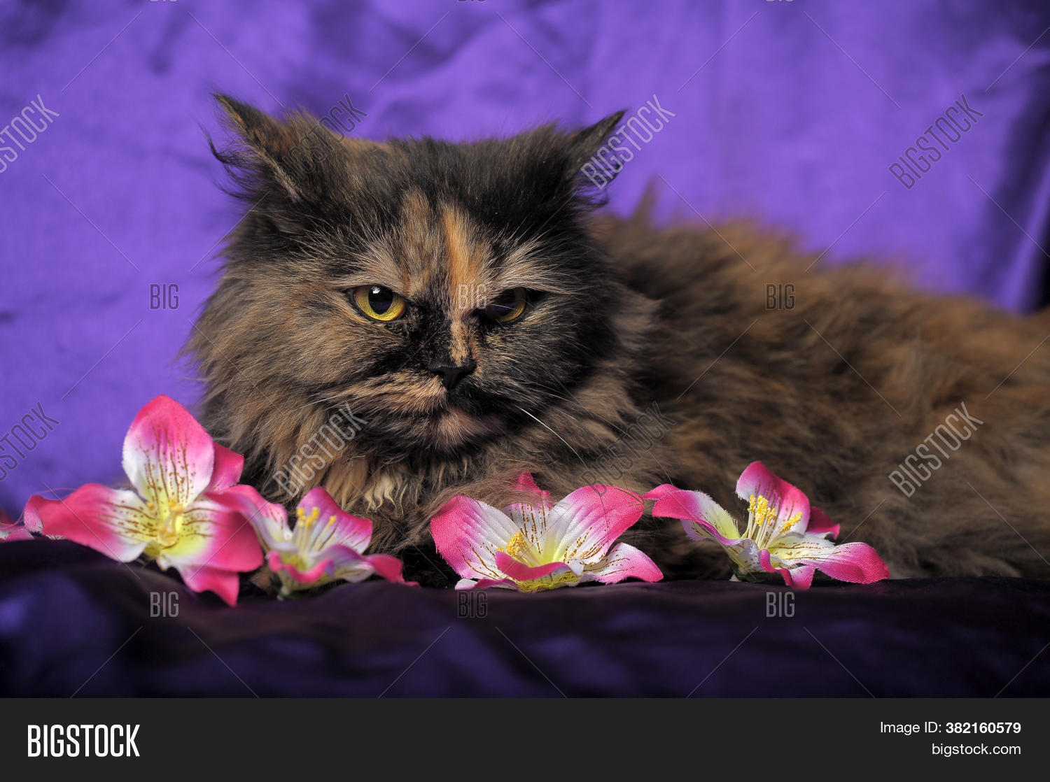 Turtle-colored Persian Image & Photo (Free Trial) | Bigstock