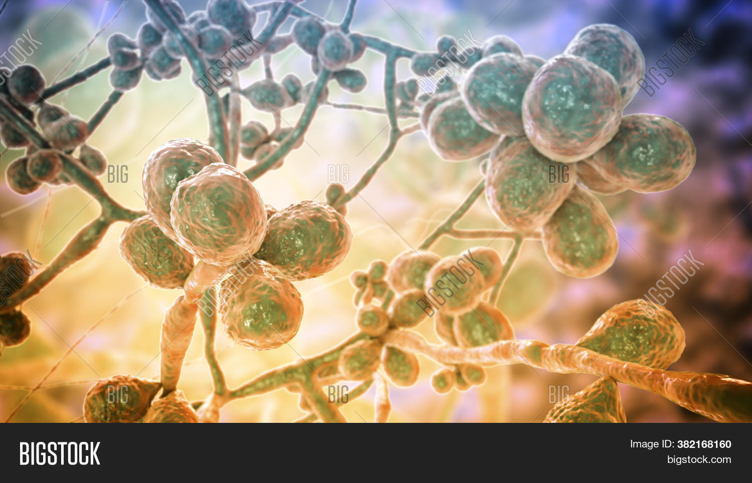 Fungus Sporothrix Image & Photo (Free Trial) | Bigstock