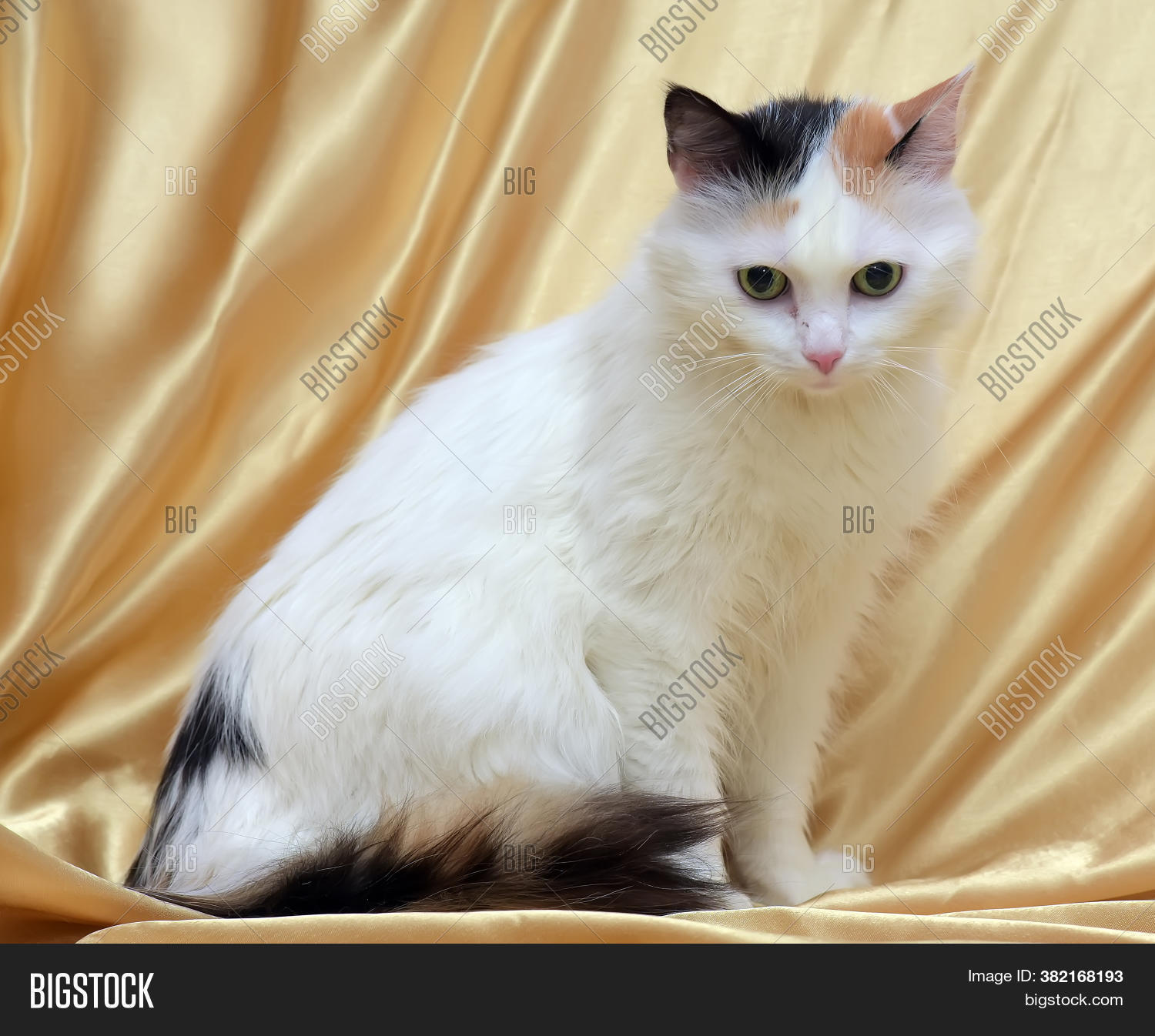 Fluffy Three-colored Image & Photo (Free Trial) | Bigstock