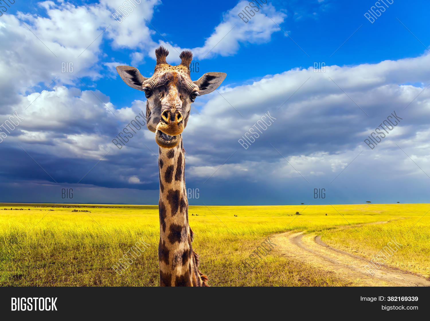 Long-necked Giraffe Image & Photo (Free Trial) | Bigstock