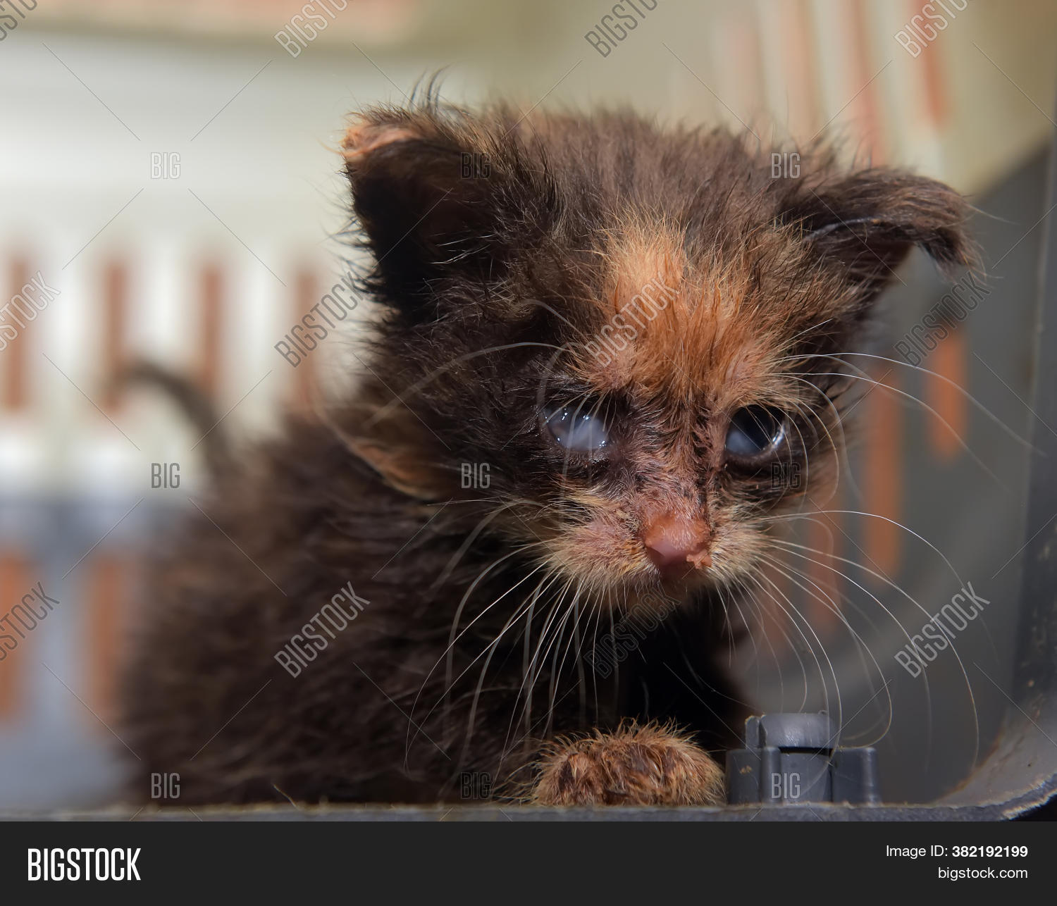 Little Dirty Kitten Image & Photo (Free Trial) | Bigstock