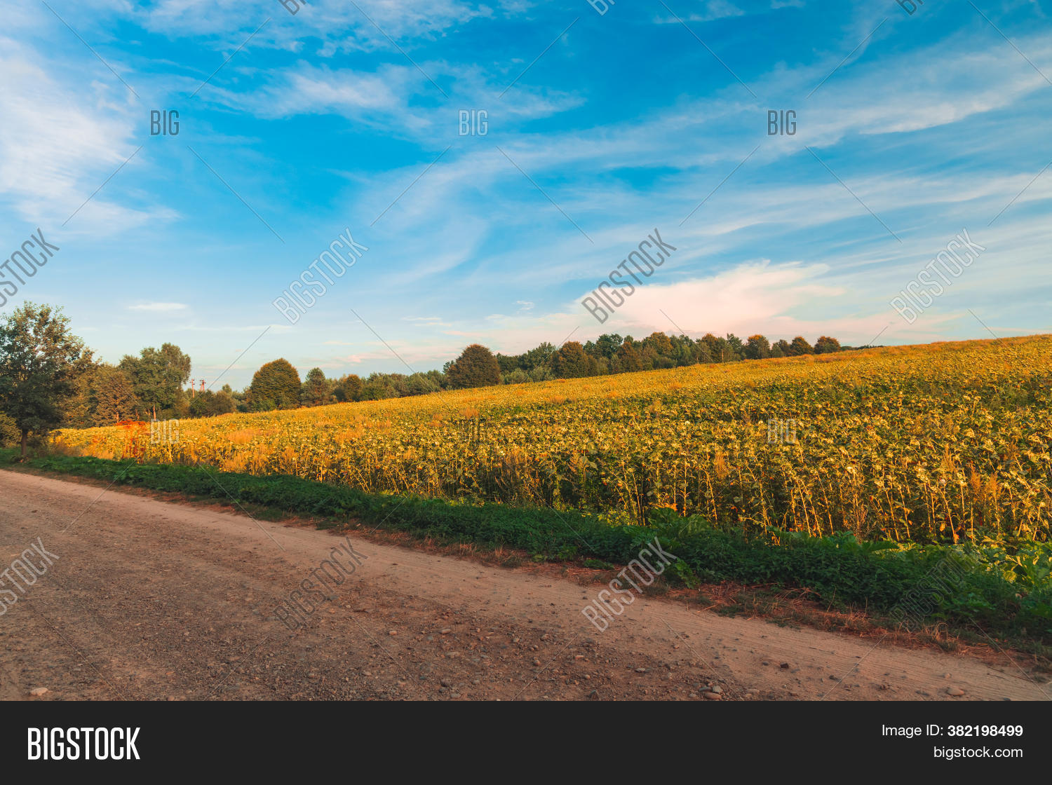 Agricultural Yellow Image & Photo (Free Trial) | Bigstock