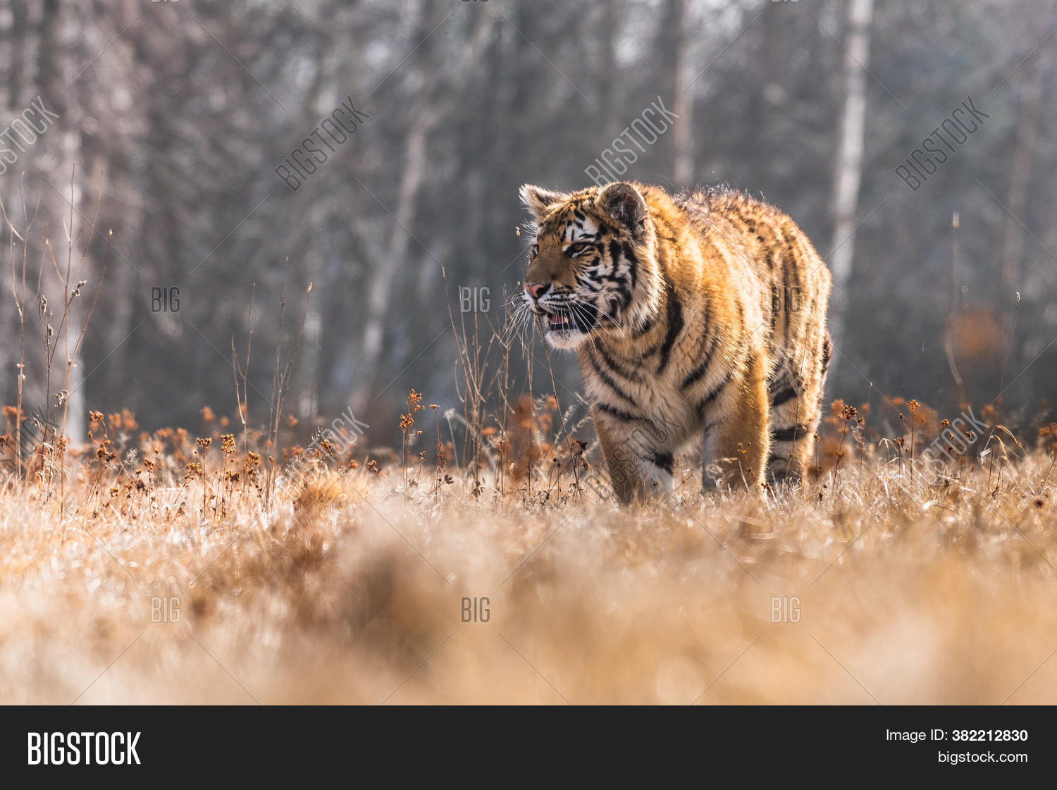 Siberian Tiger Running Image & Photo (Free Trial) | Bigstock