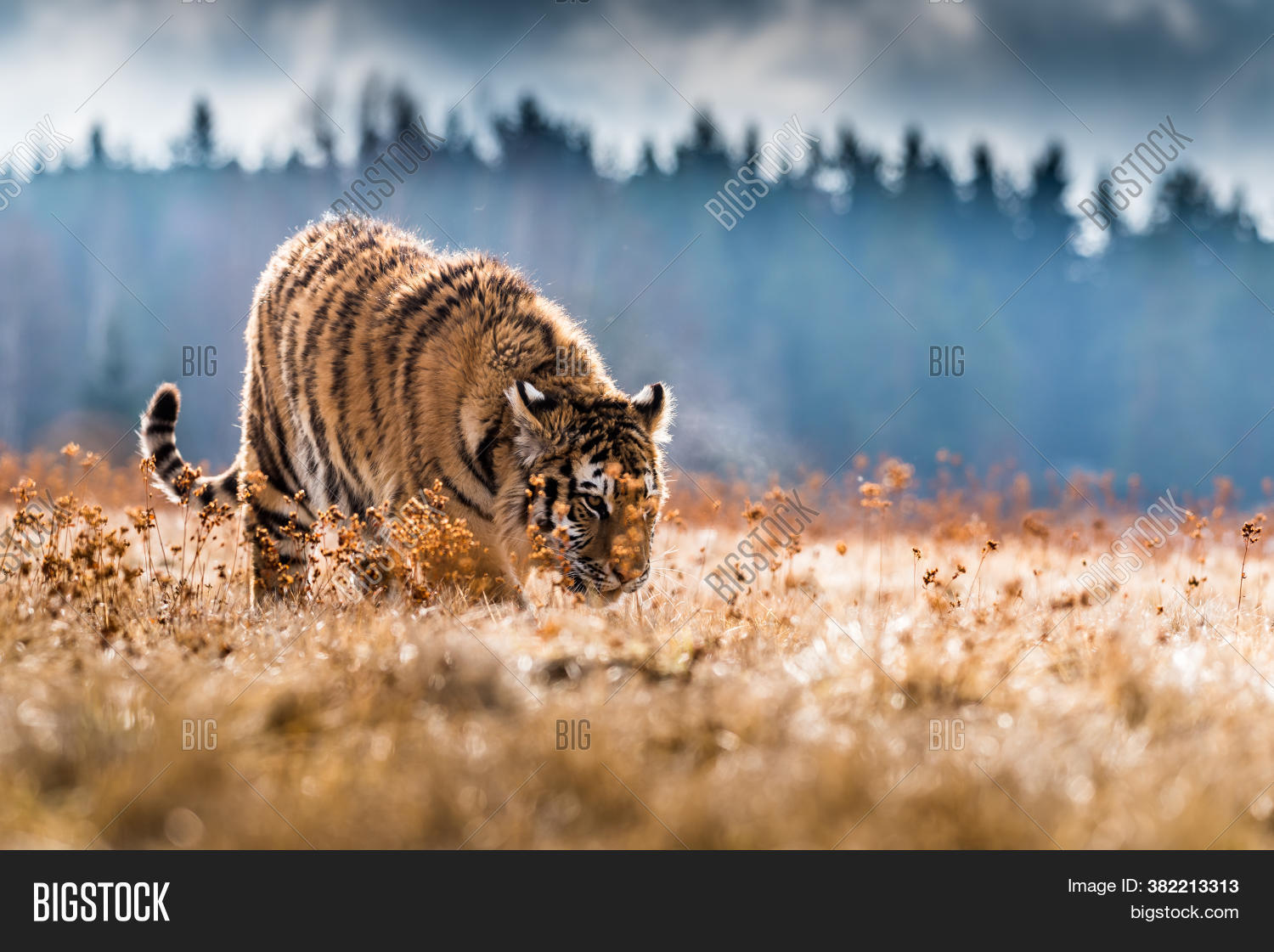 Siberian Tiger Running Image & Photo (Free Trial) | Bigstock