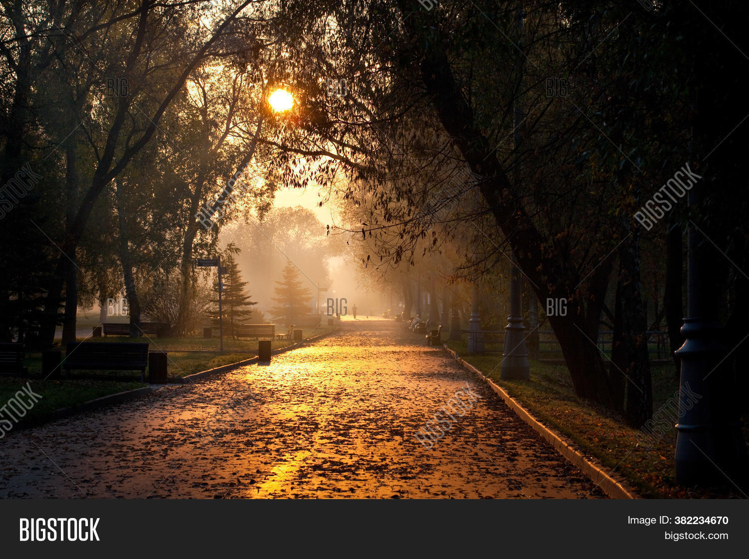 Dawn Autumn Park, Sun Image & Photo (Free Trial) | Bigstock