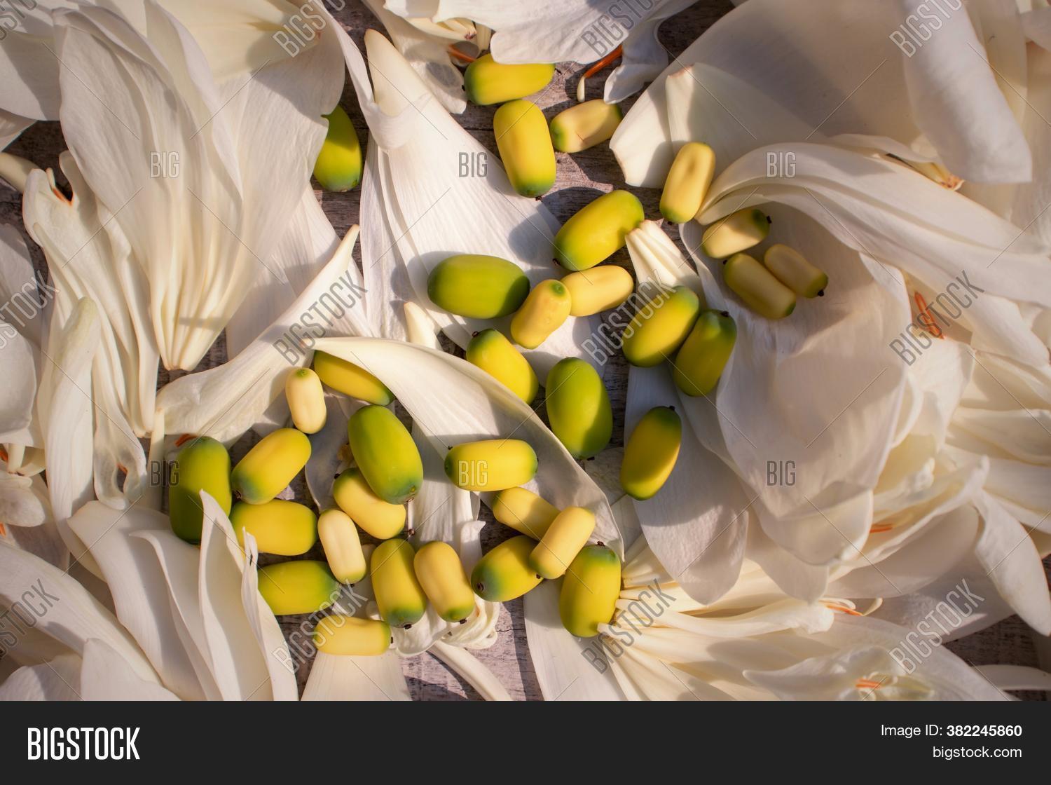 Indian Lotus Seeds Image & Photo (Free Trial) | Bigstock