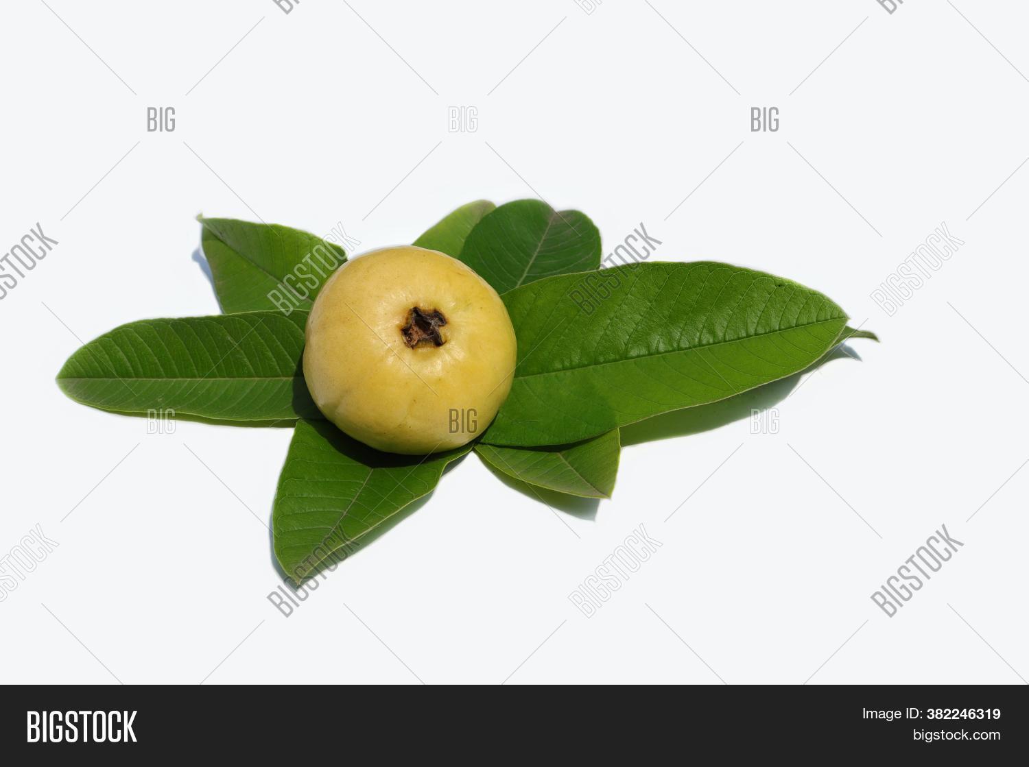 Ripe Guava Guava Image & Photo (Free Trial) | Bigstock