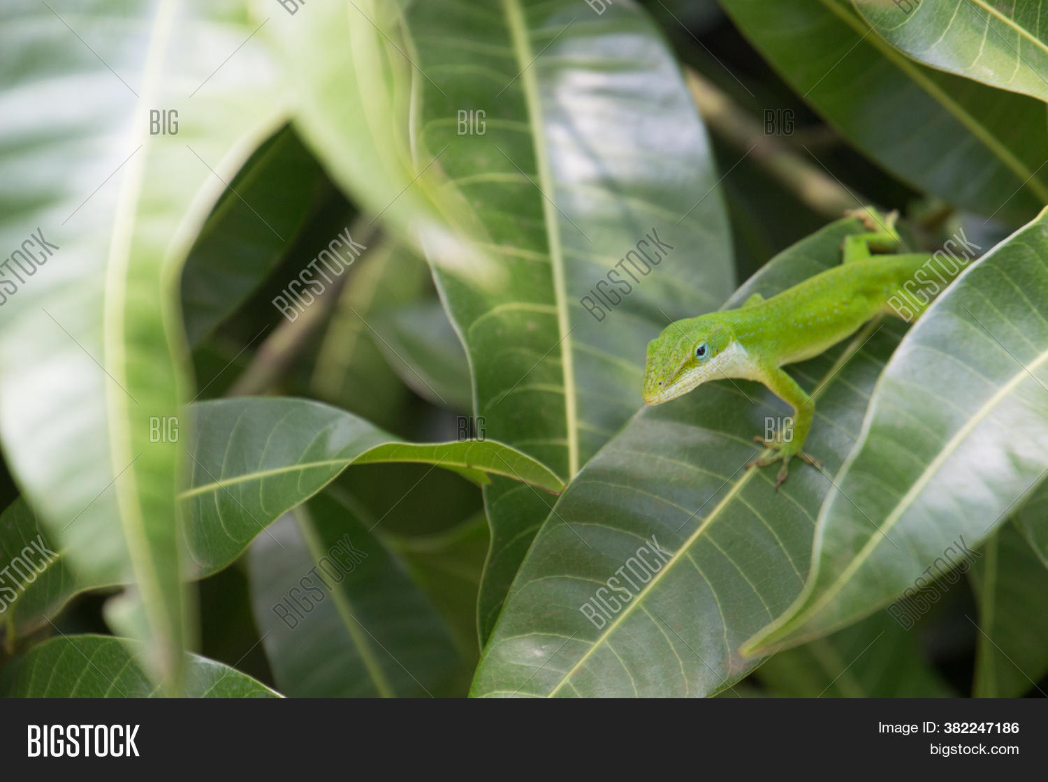 Green Gecko On Green Image & Photo (Free Trial) | Bigstock
