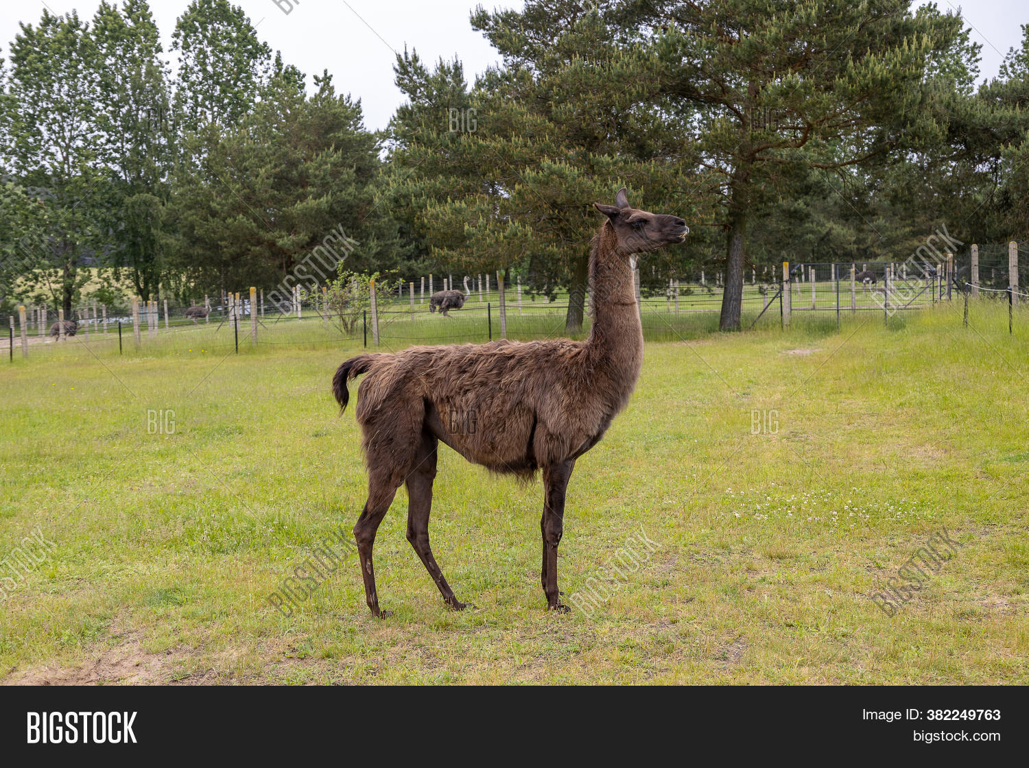 Large Brown Llama Image & Photo (Free Trial) | Bigstock