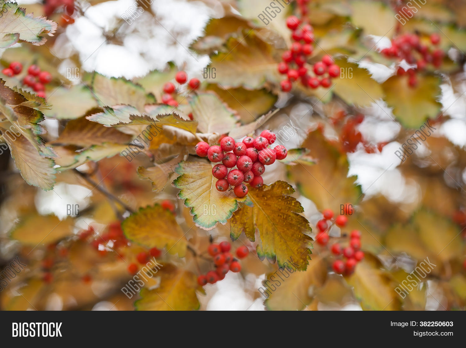 Red Viburnum Branch Image & Photo (Free Trial) | Bigstock