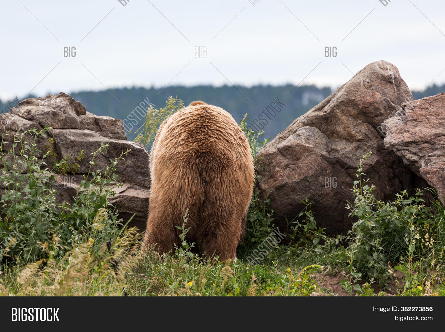 Rear End Large Male Image & Photo (Free Trial) | Bigstock