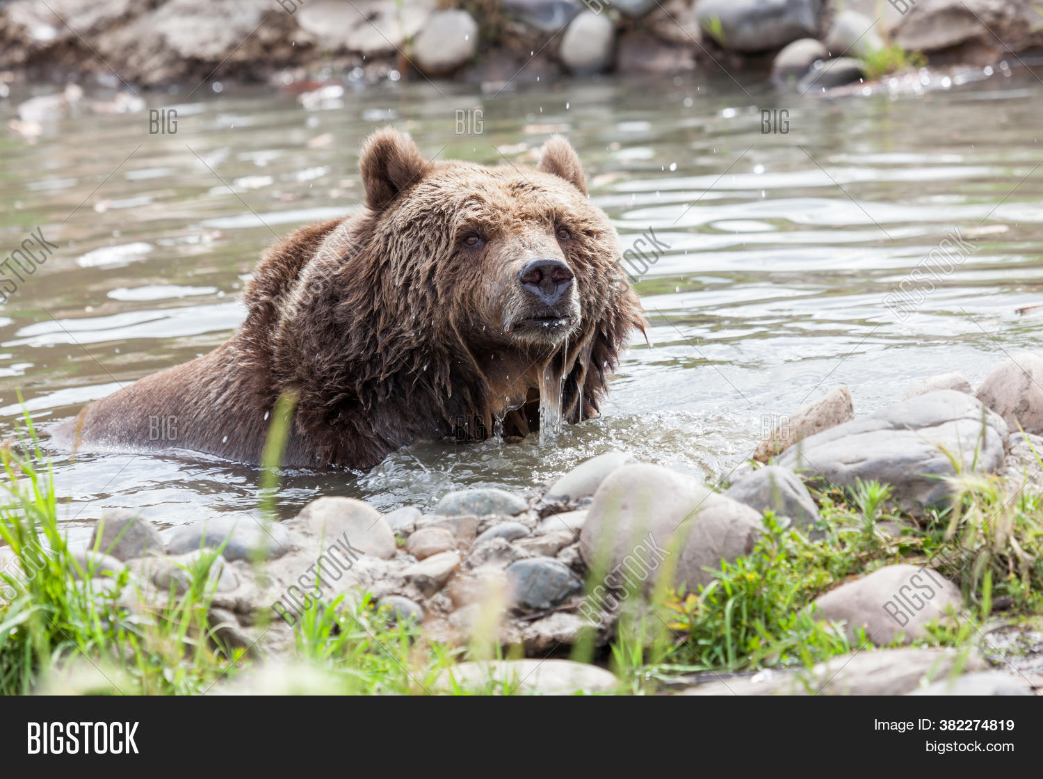 Large Grizzly Bear Image & Photo (Free Trial) | Bigstock