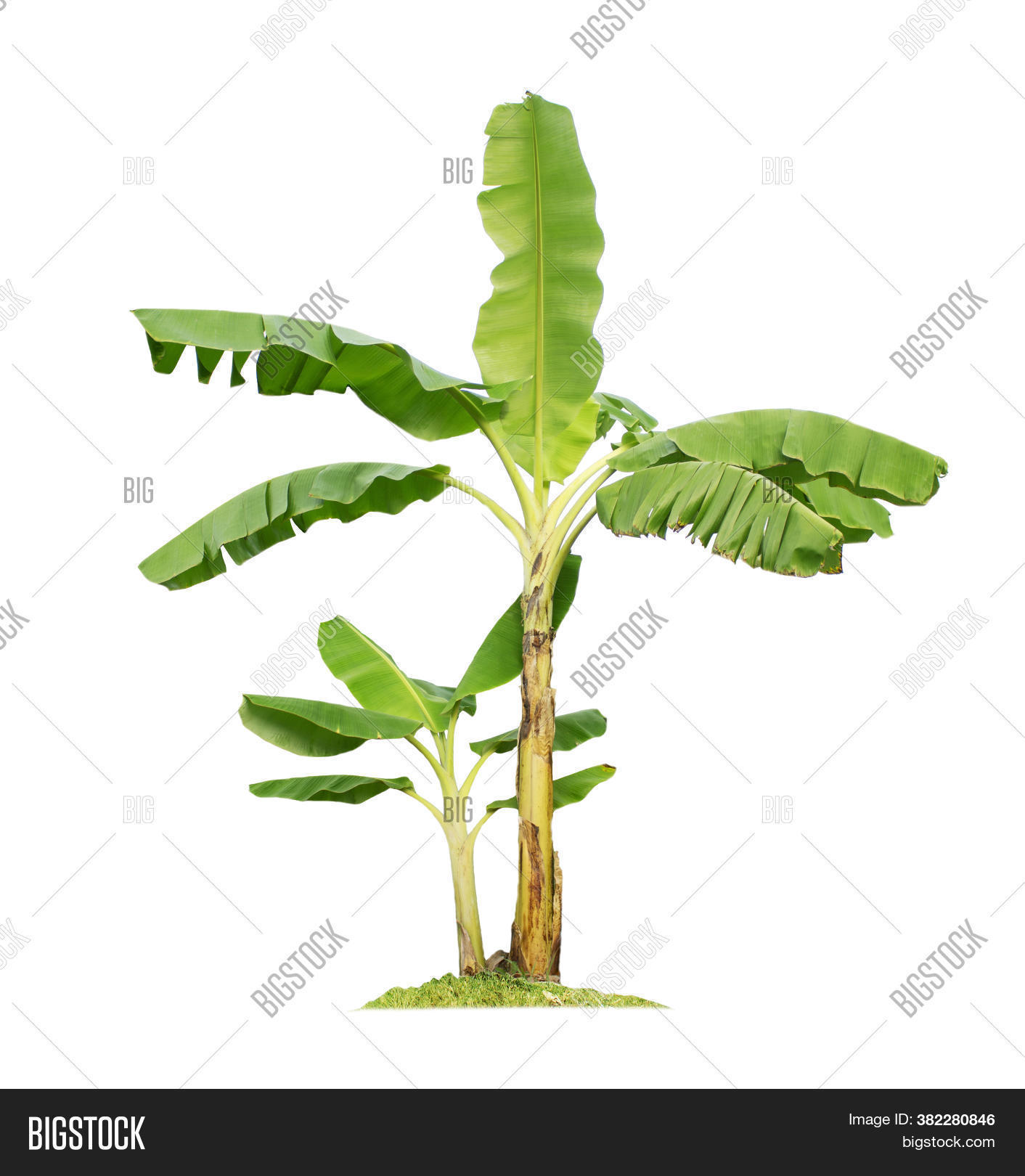 Banana Tree Isolated Image & Photo (Free Trial) | Bigstock