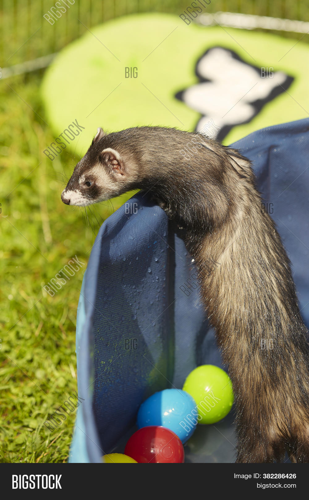 Ferret Playing Summer Image & Photo (Free Trial) | Bigstock