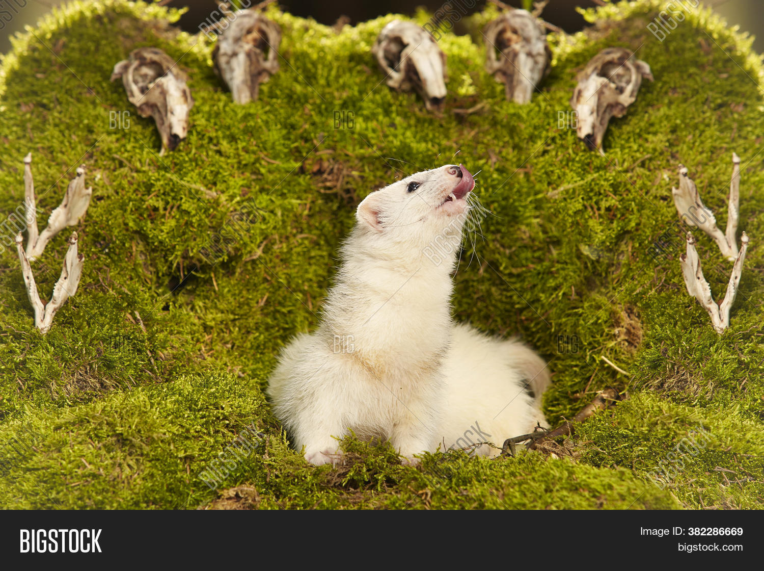 Ferret Posing Hunting Image & Photo (Free Trial) | Bigstock