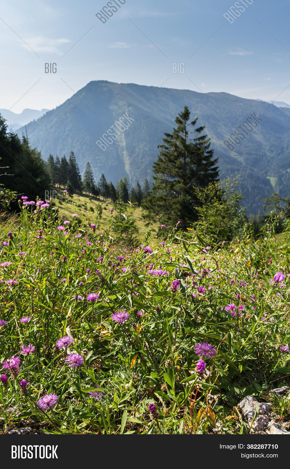 Flowers On Pasture Image & Photo (Free Trial) | Bigstock