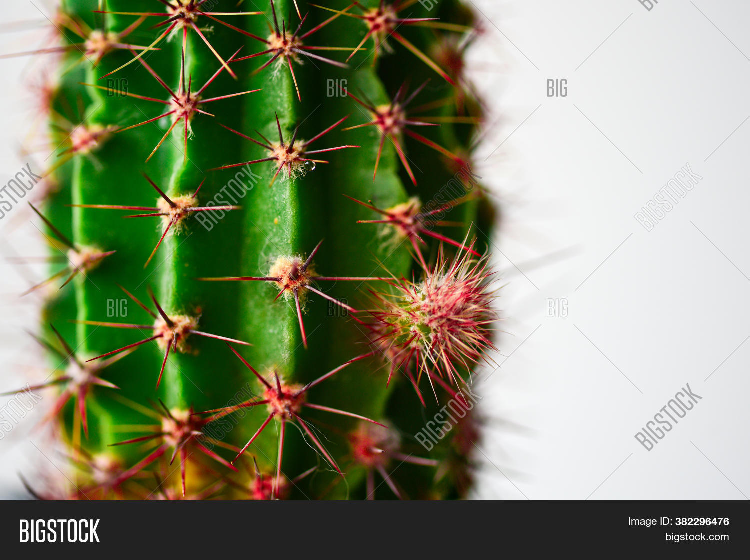Large Sharp Thorns On Image & Photo (Free Trial) | Bigstock